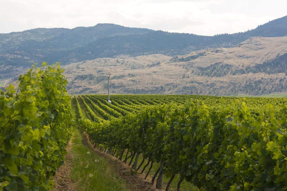 3 Okanagan wineries to be bought by Andrew Peller Ltd. - BCBusiness