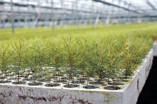 Stumped: B.C. Reforestation - BCBusiness