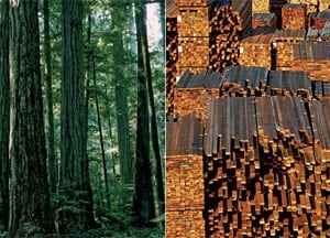 The Chinese Demand for B.C. Lumber - BCBusiness