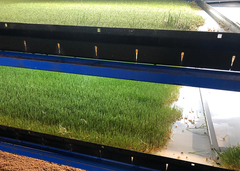 The next Uber or Tesla? Pitt Meadows' CubicFarms has a field of dreams ...