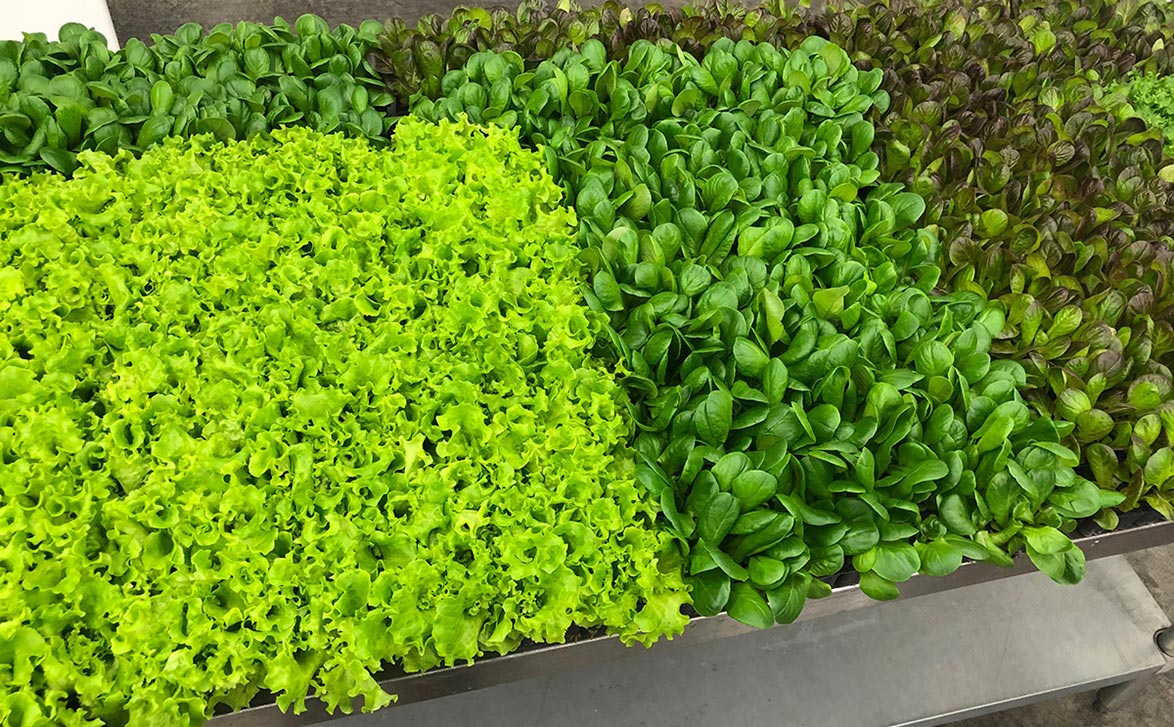 The next Uber or Tesla? Pitt Meadows' CubicFarms has a field of dreams ...