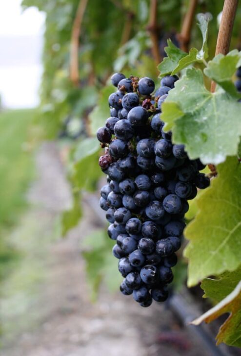 The Vines at Quails' Gate Winery - BCBusiness