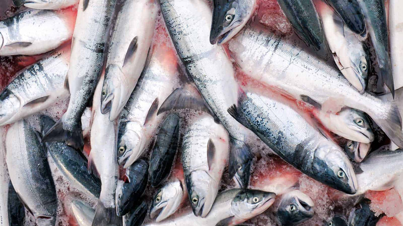 Fish feud: Will changes to the West Coast salmon industry hurt or help ...
